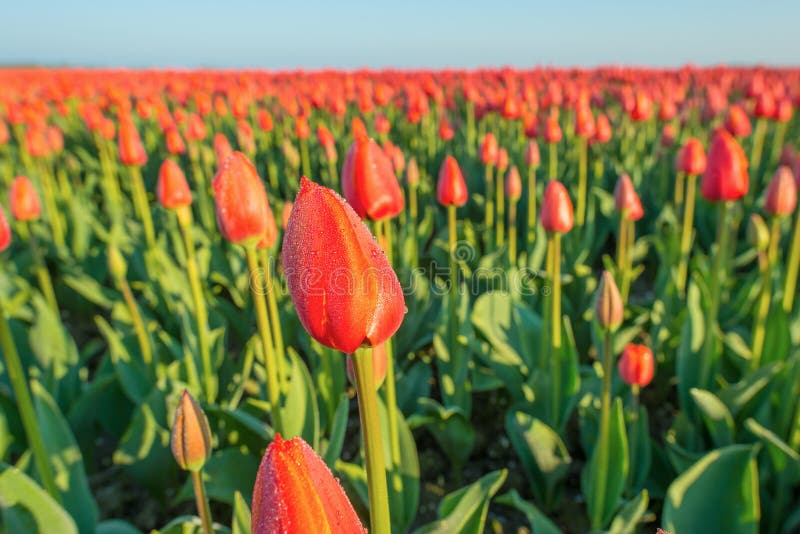 Field with Tulips at Sunrise Stock Photo - Image of noordoostpolder ...