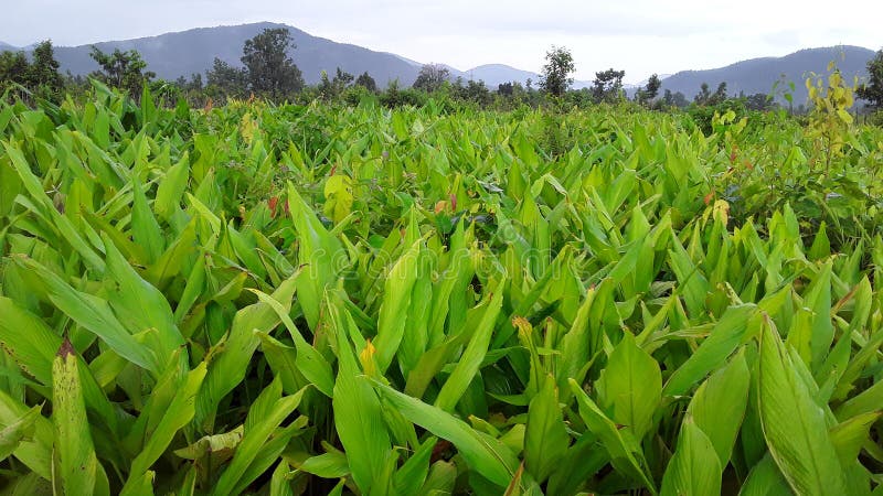 Turmeric plants stock image. Image of crop, green, plants - 232312069