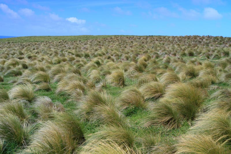 Field of tussock grass stock photo. Image of meadow, pasture - 28015022