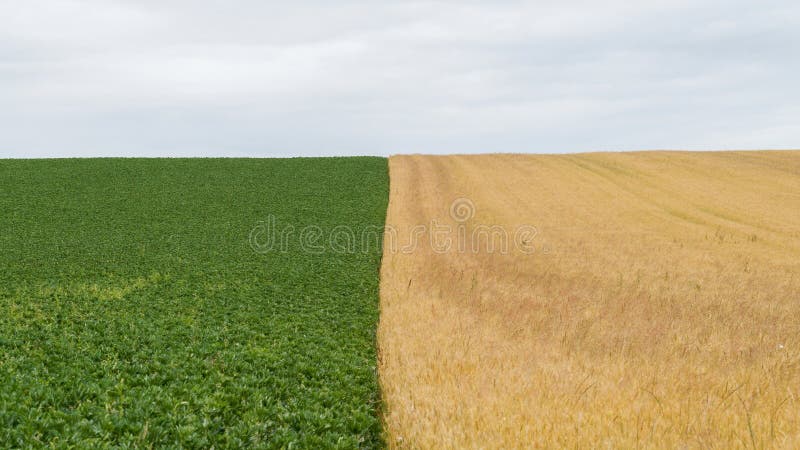 A field in two colours stock photo. Image of field, plain - 282782768