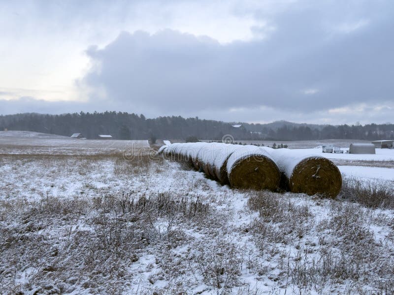 Rows of Hay Bales in the Snow Stock Photo - Image of harvested, rows ...