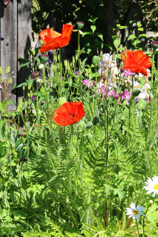 Field with Typical Ukrainian Flowers Stock Image - Image of nature ...