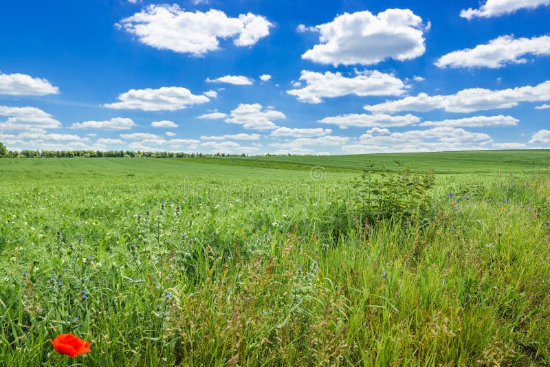 Field in Ukraine stock photo. Image of countryside, ukrainian - 105309136