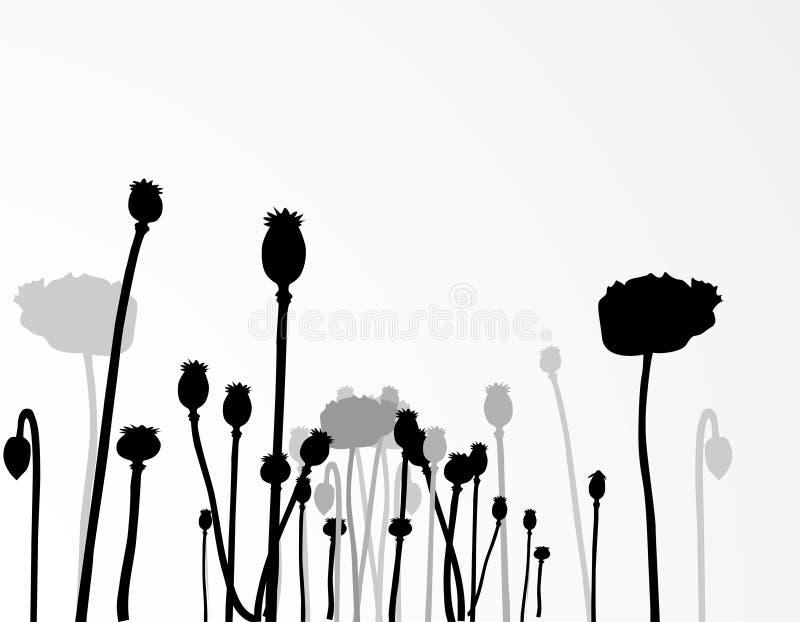 Corn Poppy Illustration (Papaver Rhoeas) Stock Illustration ...