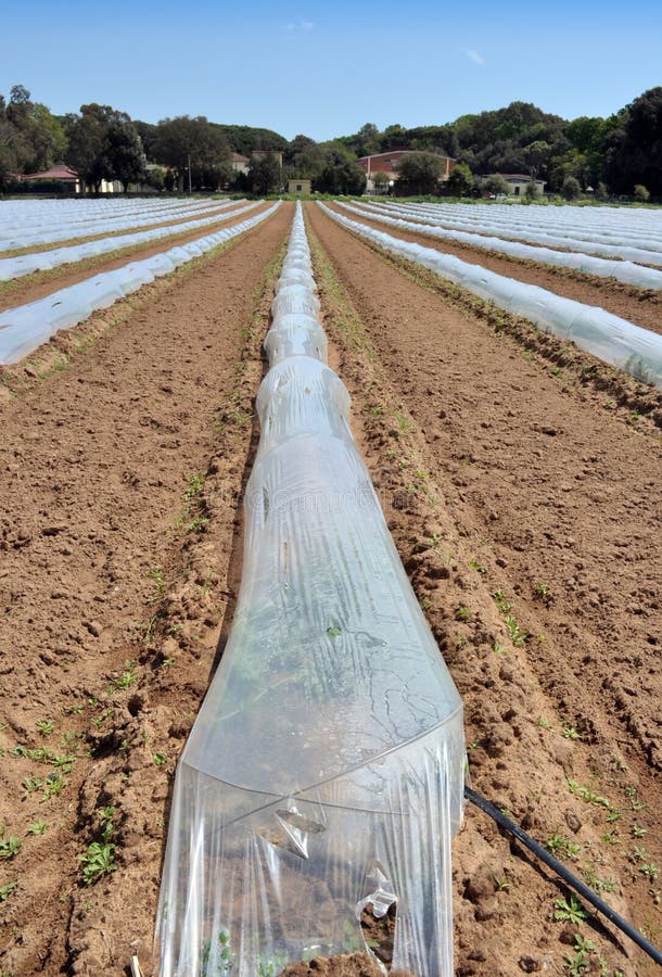 Field of Vegetable Crops in Rows Covered with Polythene Cloches ...