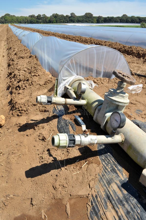 Field of Vegetable Crops in Rows Covered with Polythene Cloches ...