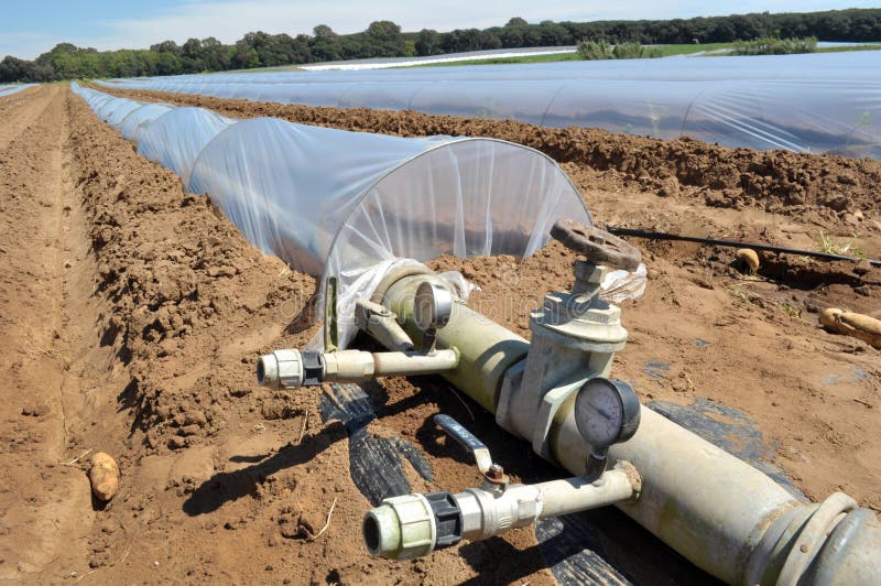 Field of Vegetable Crops in Rows Covered with Polythene Cloches ...