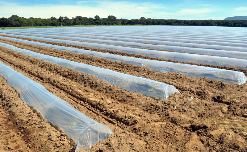 Field of Vegetable Crops in Rows Covered with Polythene Cloches ...