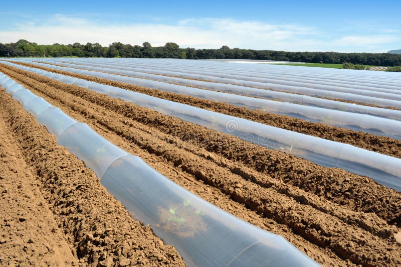 Field of Vegetable Crops in Rows Covered with Polythene Cloches ...
