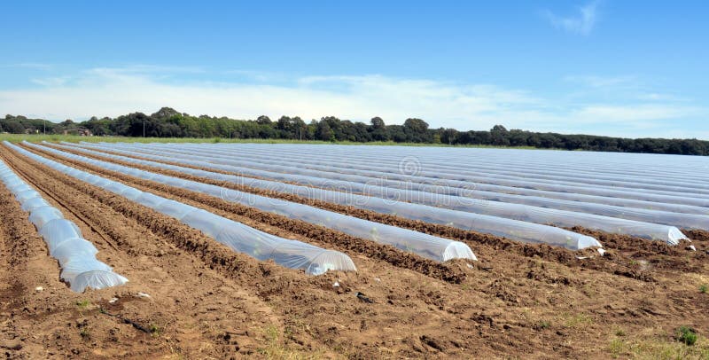 Field of Vegetable Crops in Rows Covered with Polythene Cloches ...