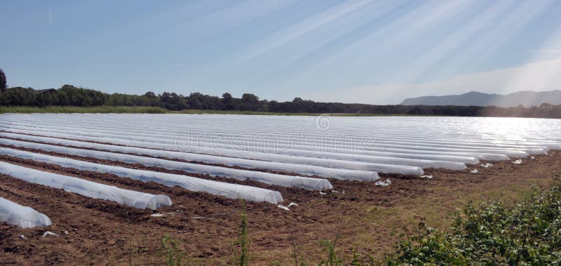Field of Vegetable Crops in Rows Covered with Polythene Cloches ...