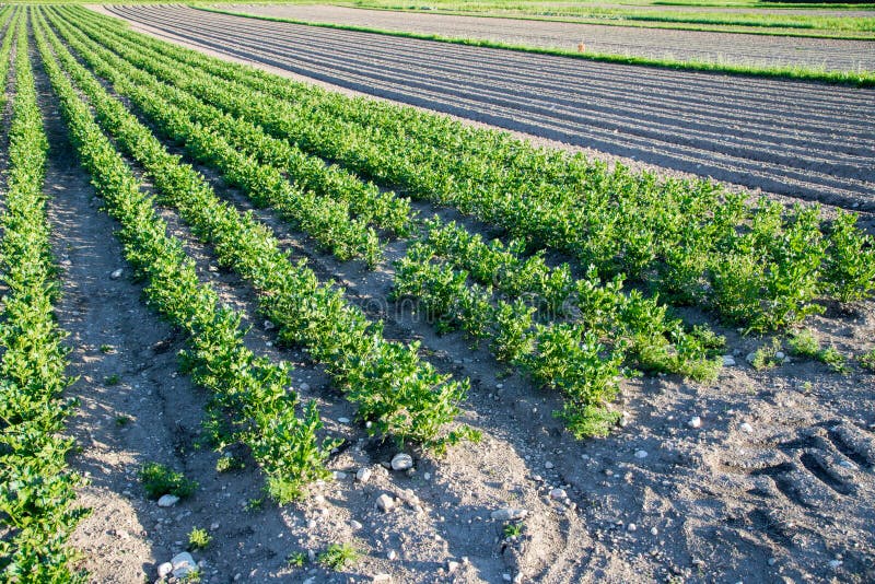 Field of Vegetables on an Agriculture Farm, Celery Stock Image - Image ...