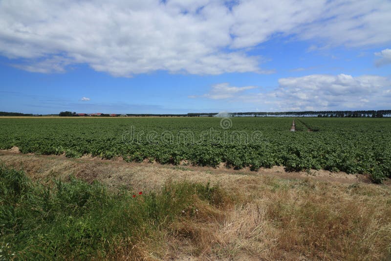 Field of vegetables stock photo. Image of blue, agriculture - 200507384