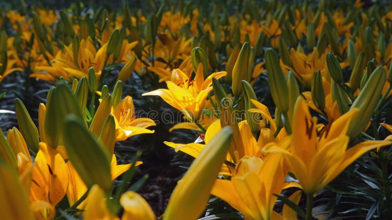 Field of Vibrant Yellow Lilies Blooming Stock Footage - Video of ...