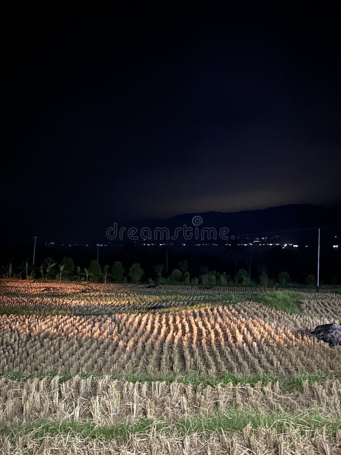 Field view at night stock image. Image of rice, photographed - 280359053