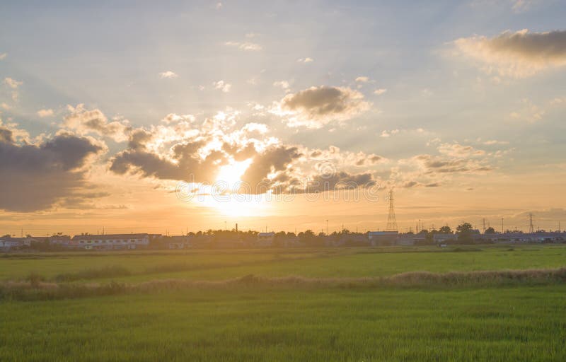 Field stock image. Image of farming, food, natural, countryside - 82773781