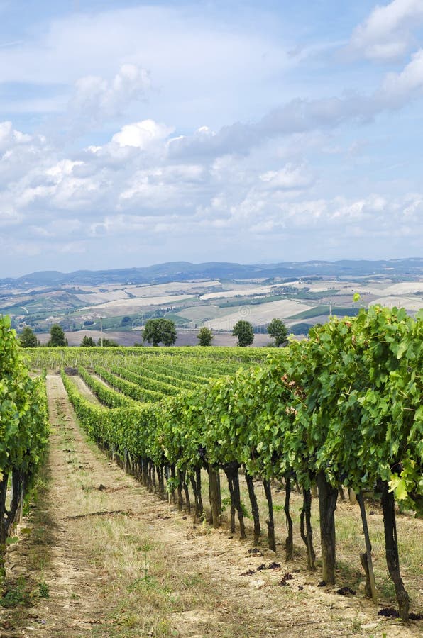 Field of vines stock image. Image of fruit, beauty, farm - 44606577