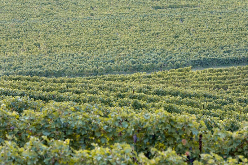 Field of Vines that Extends Along the Hill Stock Photo - Image of ...