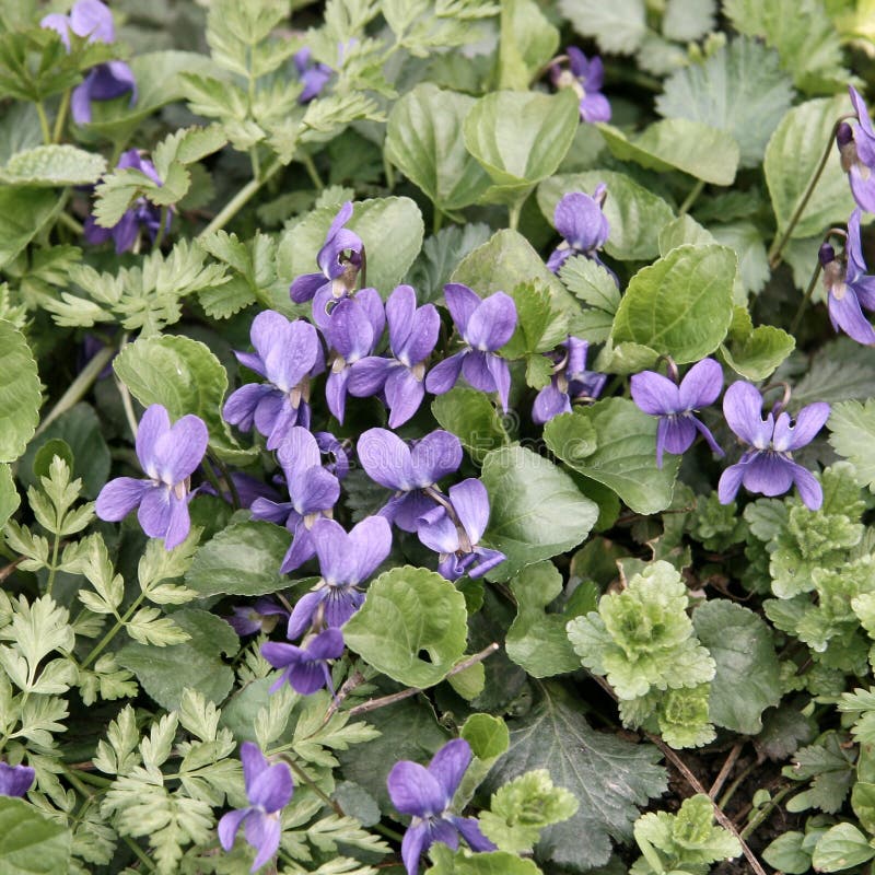 Violets Growing in Wooden Wall Stock Photo - Image of viola, wood: 2348620