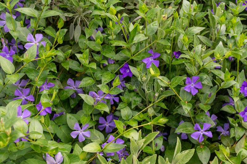 Field of Violet Bigleaf Periwinkle Stock Image - Image of field, garden ...