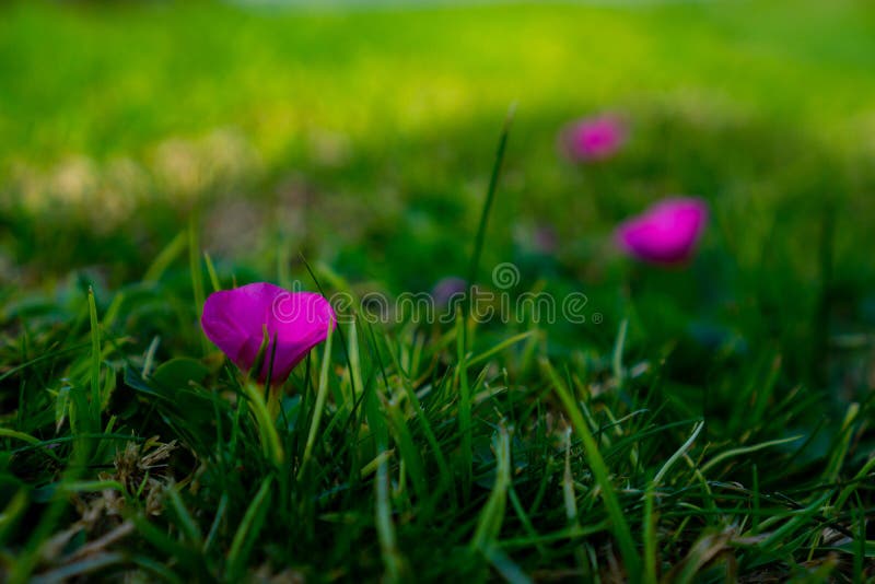 Field of violet flowers stock image. Image of flowers - 200507771