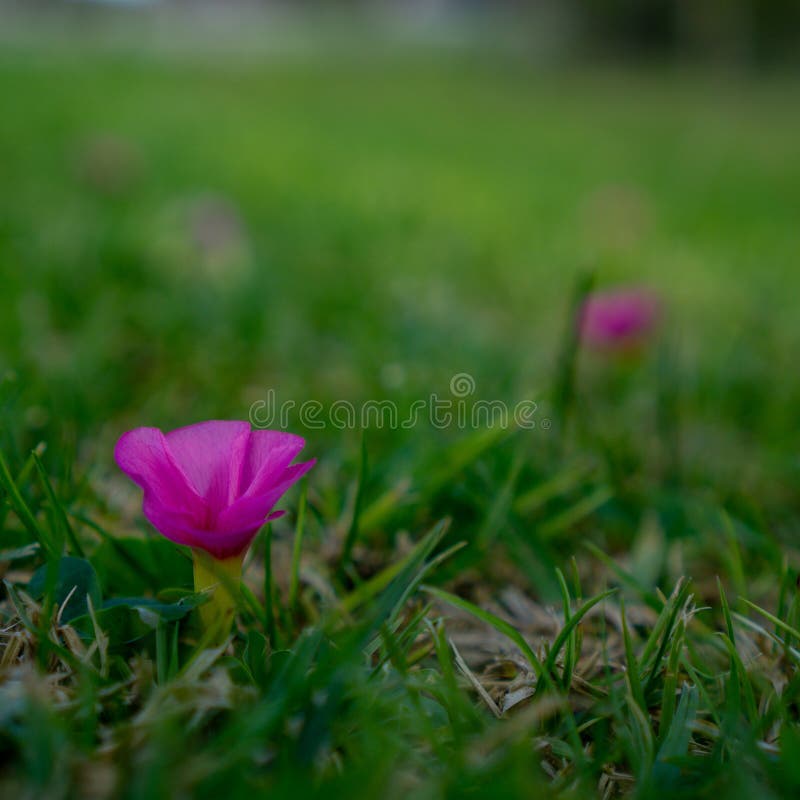 Field of violet flowers stock photo. Image of botany - 200507816