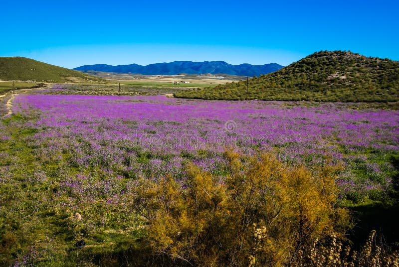 Field of Violet Spring Flowers in La Heradura, Spain Stock Image ...