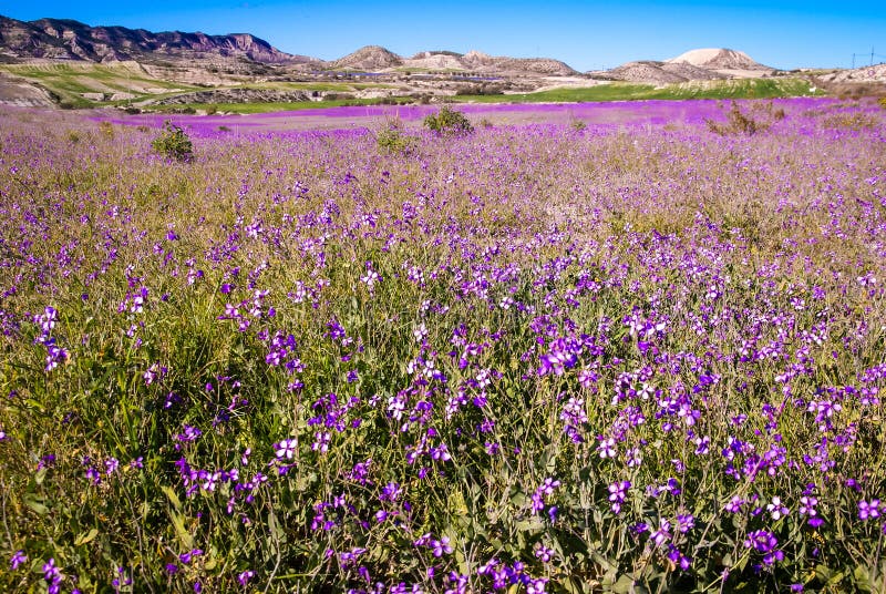 Field of Violet Spring Flowers in La Heradura, Spain Stock Photo ...