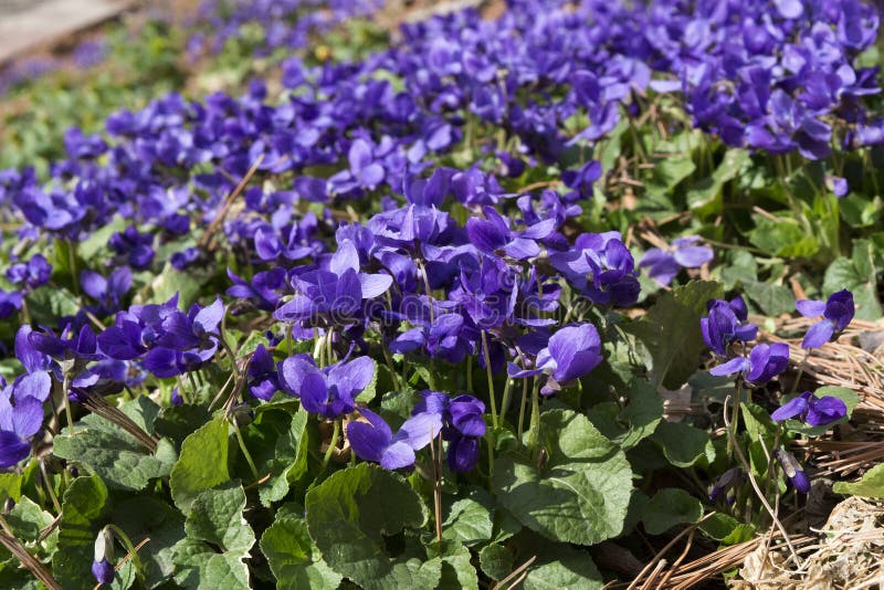 Field of Violets stock image. Image of restful, purple - 90459165