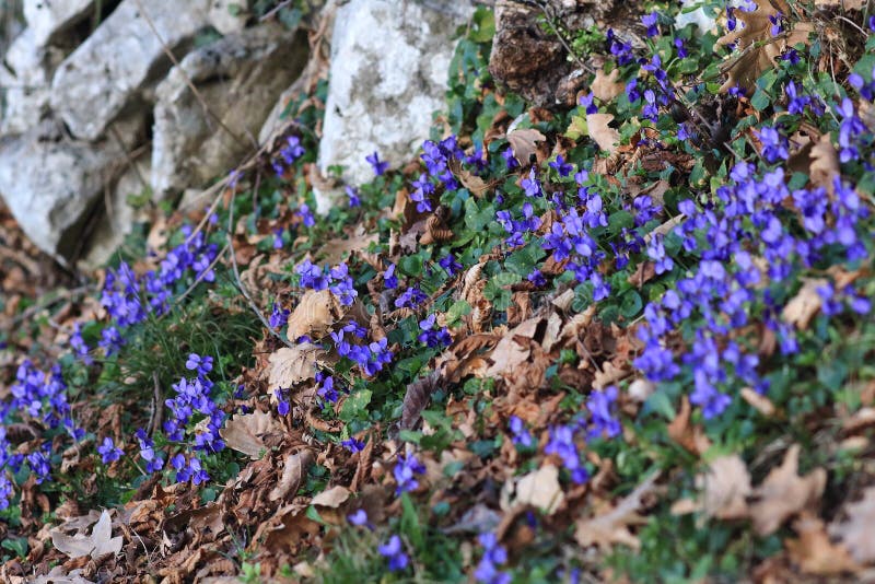 Fields of Violets Being Cultivated in a Farm Stock Image - Image of ...