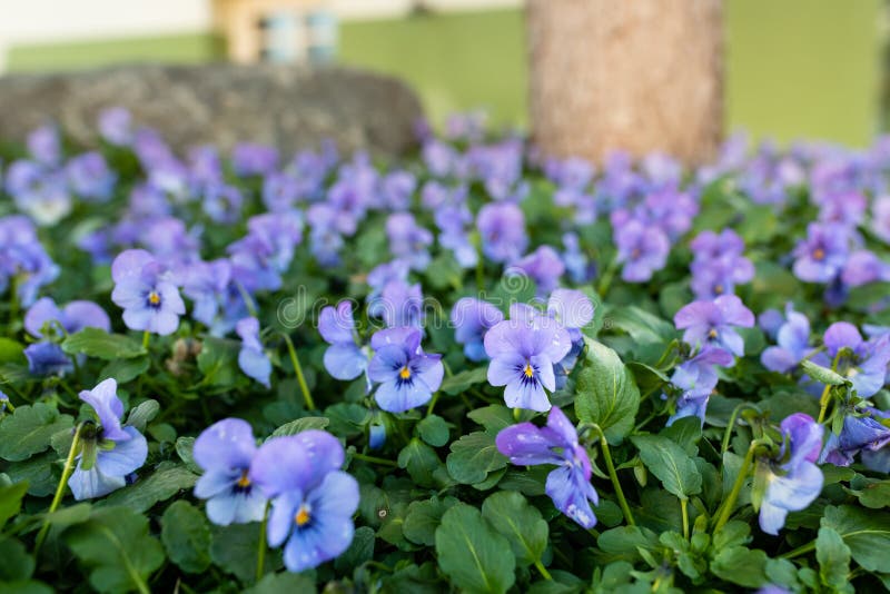 A field of violets stock photo. Image of plant, bloom - 51599572
