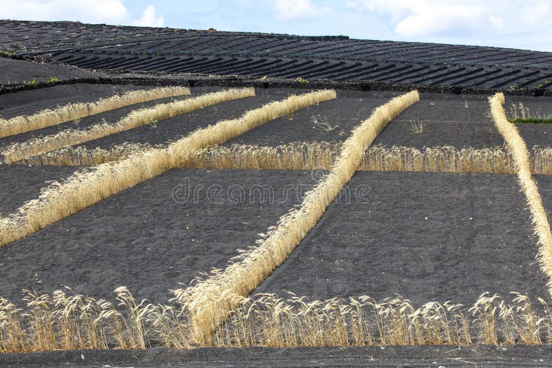 Fields on Lapilli, the Soil on Volcanic Ground with Walls and Fa Stock ...