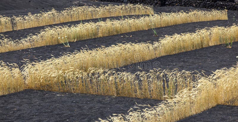Fields on Lapilli, the Soil on Volcanic Ground with Walls and Fa Stock ...