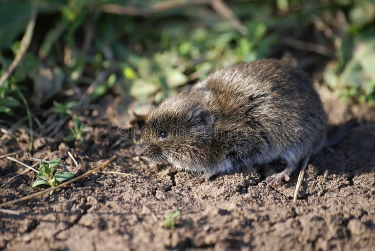 Field vole stock image. Image of rodent, mouse, field - 11746791