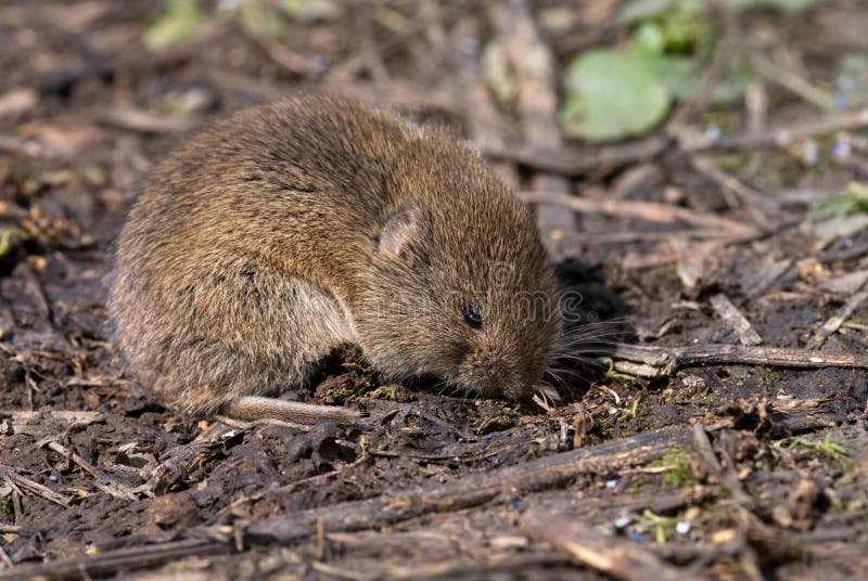Field vole stock photo. Image of mouse, hair, animal - 19595706