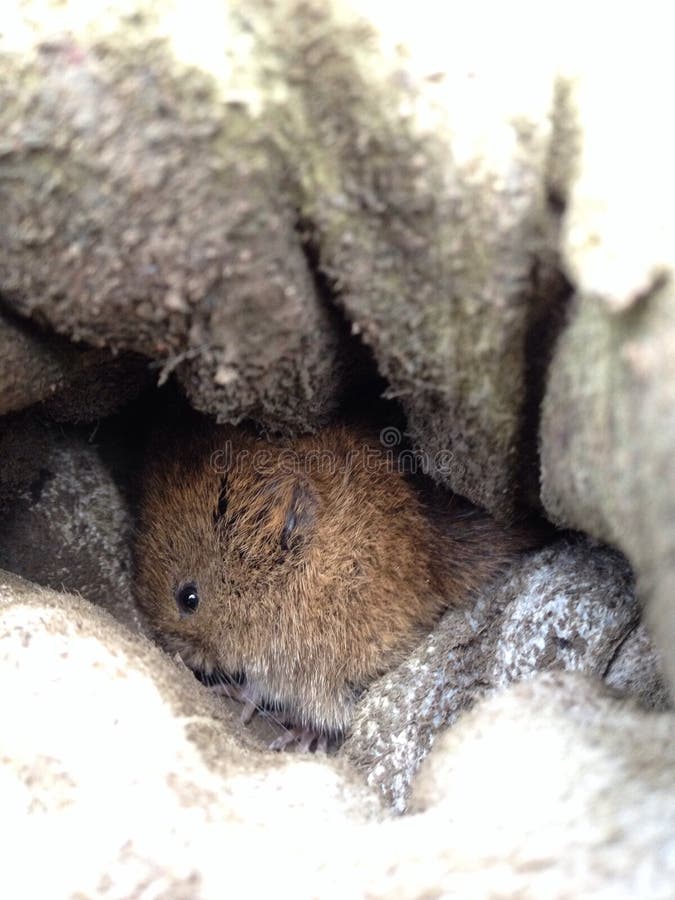 Field vole stock photo. Image of glove, vole, field, hiding - 47560046