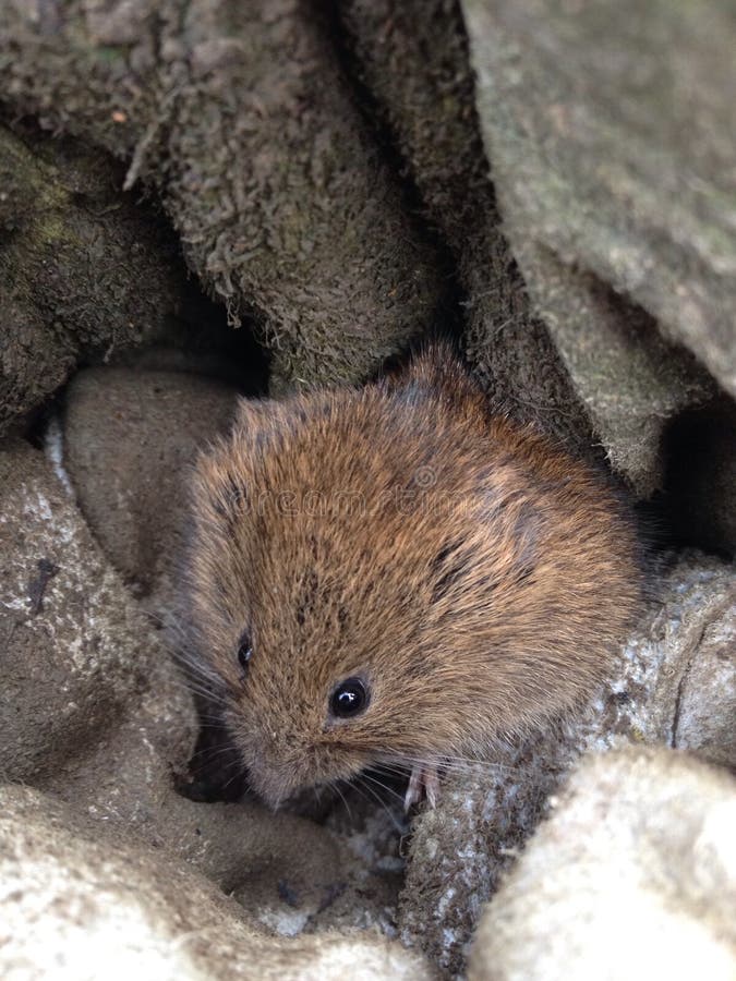 Field vole stock photo. Image of glove, vole, field, hiding - 47560046