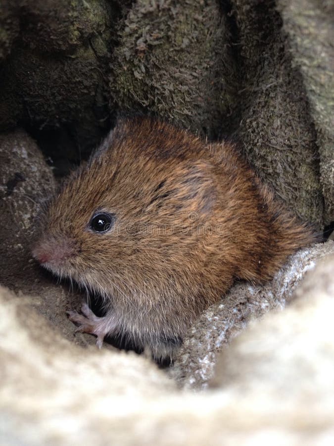 Field vole stock photo. Image of muroidea, wildlife, hiding - 47560076