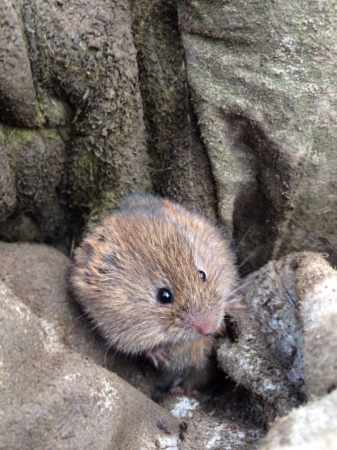 Field vole stock image. Image of snout, field, mammal - 47560095