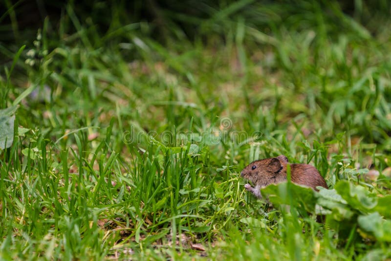 Field Vole (Microtus Agrestis) Stock Photo - Image of field, natural ...