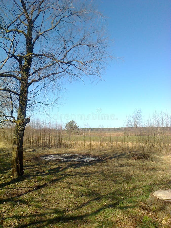 Field stock photo. Image of forest, ukraine, ukrainian - 53538278