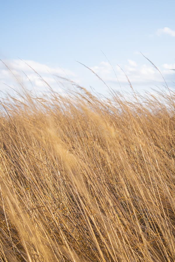 The Field Was Overgrown with Wild Grasses Stock Image - Image of iowa ...