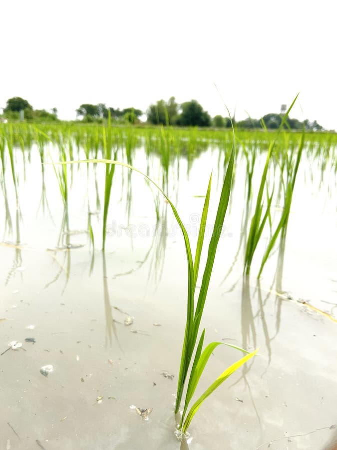 Rice cultivation stock photo. Image of water, cultivation - 188703490