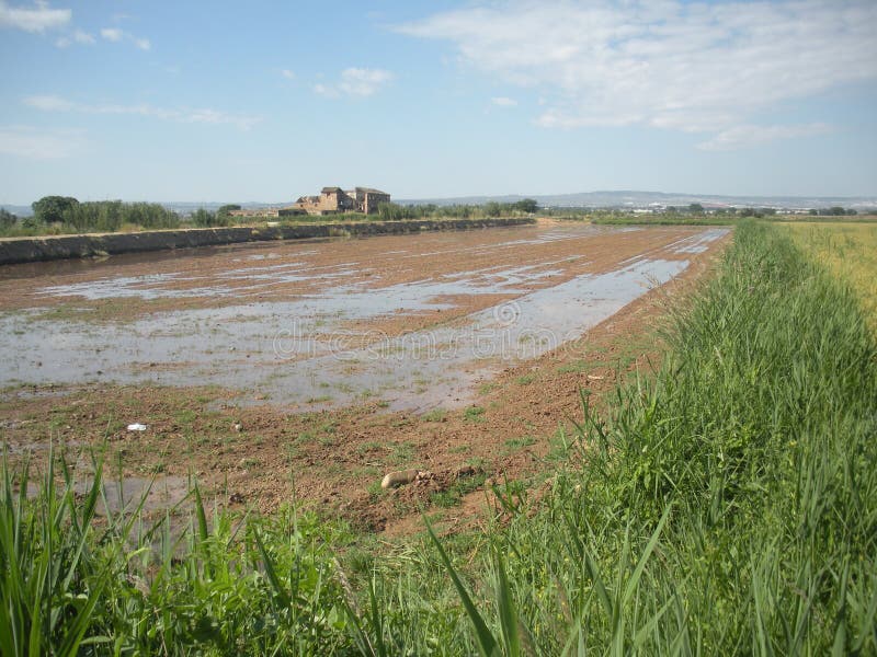 Field Watered by Flood Irrigation Stock Photo - Image of water, green ...