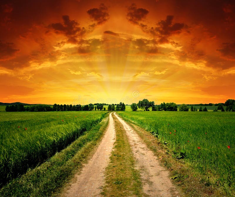 Field way stock photo. Image of agriculture, barley, harvesting - 25753824