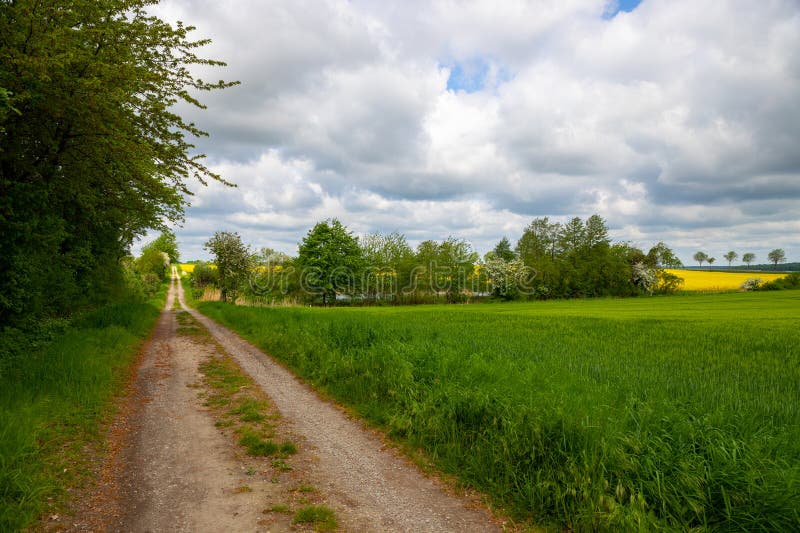 Field Way at an Agra Field with Trees Stock Image - Image of tree ...