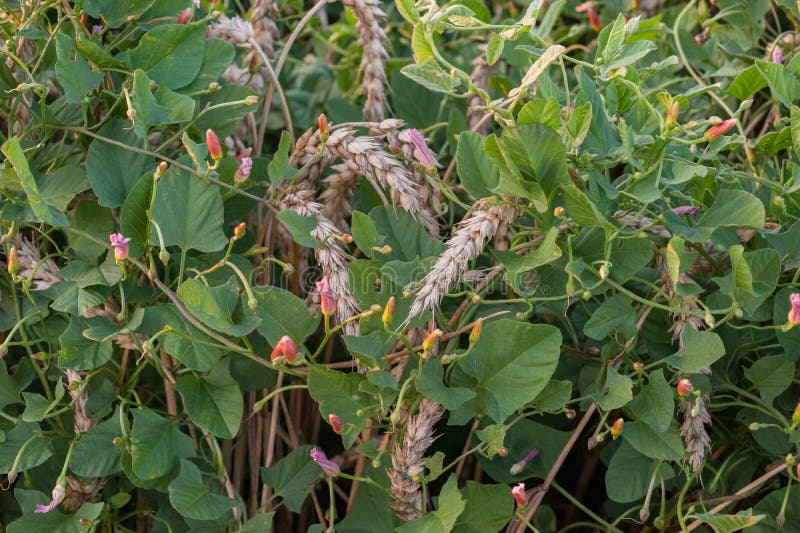 Field Weed, Bindweed in a Field Wheat Stock Photo - Image of closeup ...