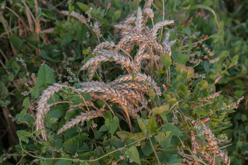 A Field Weed, a Creeper in the Field Entwines Stock Photo - Image of ...