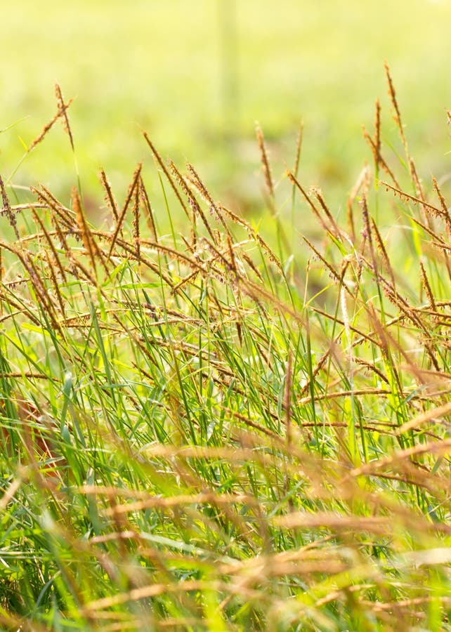 Weed grass field stock image. Image of leaf, herb, weed - 19437915