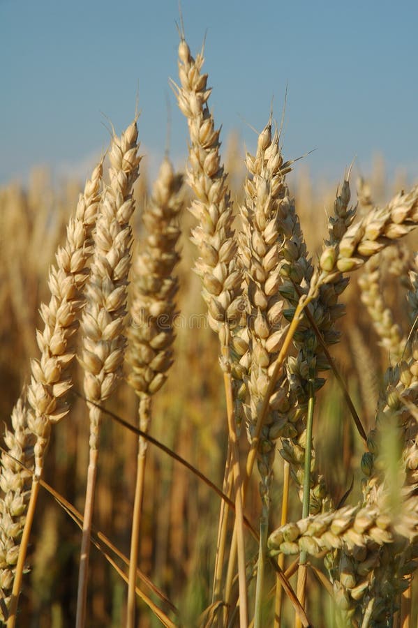 Field with wheat stock photo. Image of nature, reap, macro - 1335900